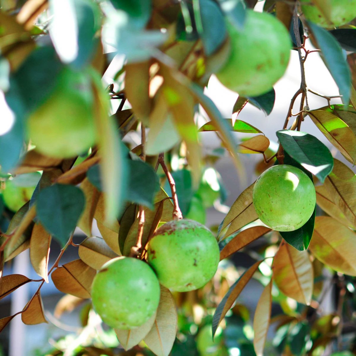 Lá vú sữa có tác dụng gì? Lá vú sữa chữa bệnh đau dạ dày được không?